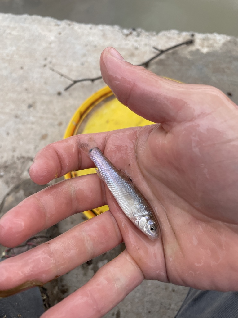 Bullhead Minnow from El Paso County, US-TX, US on October 23, 2022 at ...