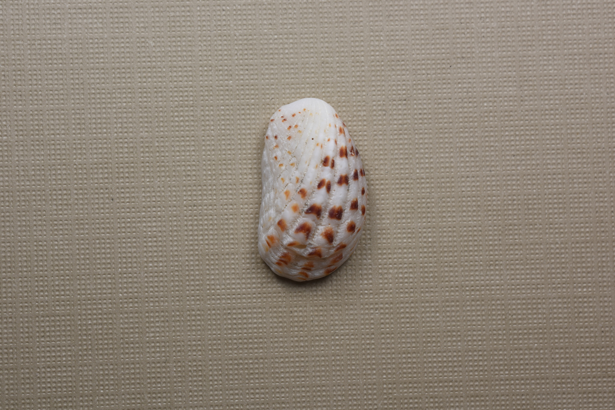 Cardita variegata Bruguière, 1792