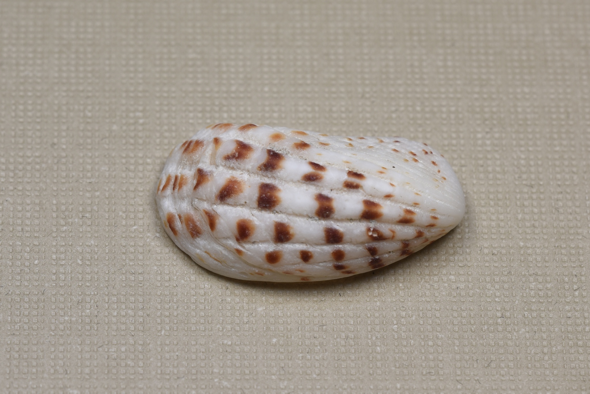 Cardita variegata Bruguière, 1792