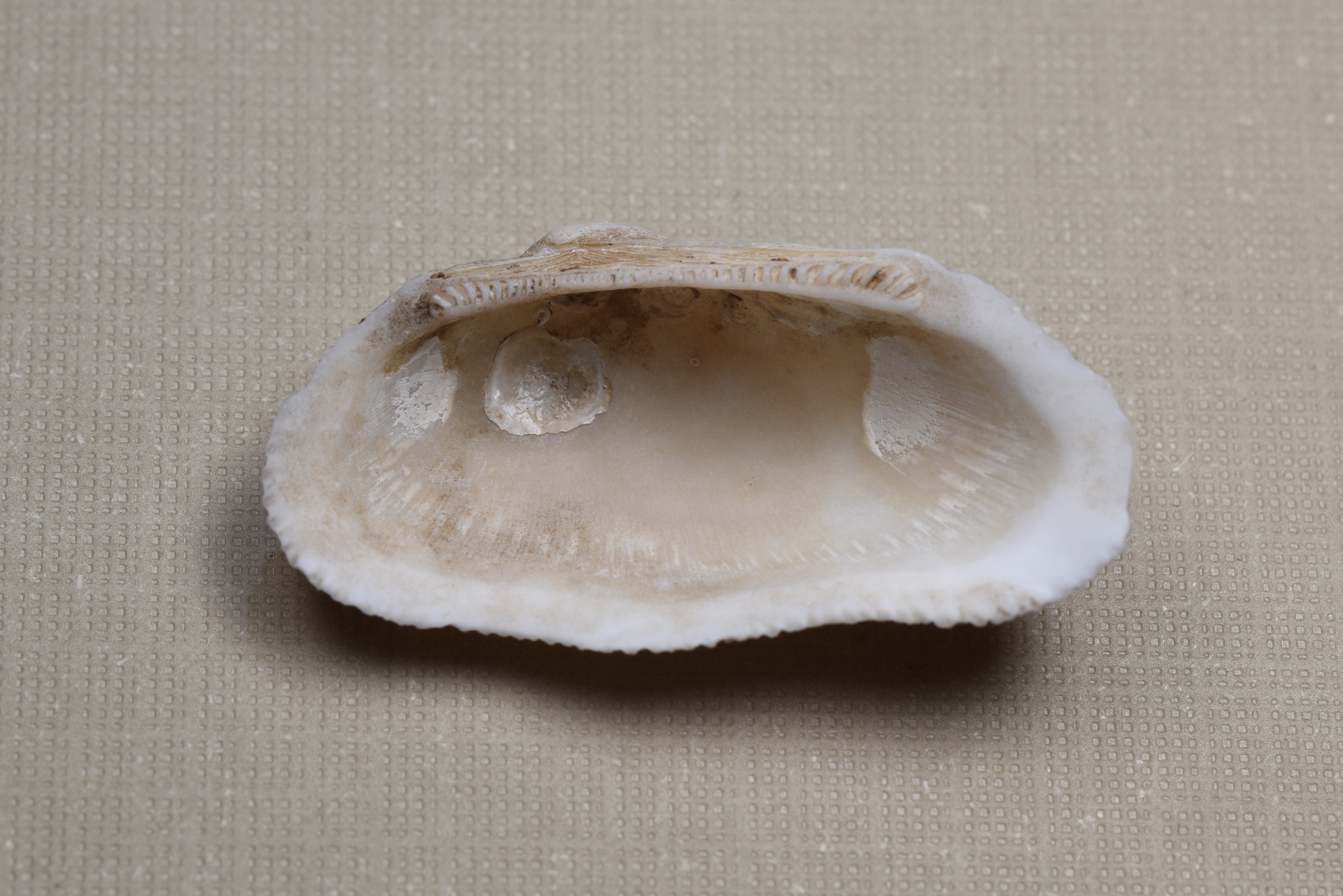 Barbatia foliata (Forsskål, 1775)