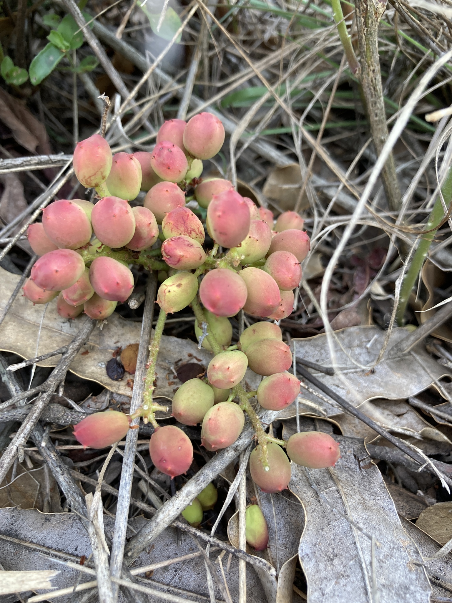Lannea edulis (Sond.) Engl.