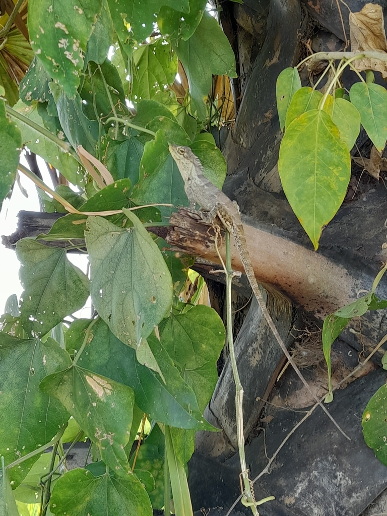 Myanmar Blue Crested Lizard from Thapyaygone Dalla, ရန်ကုန်, Myanmar ...
