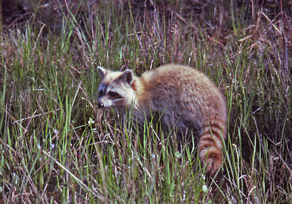 Common Raccoon from Okefenokee Swamp, Georgia, USA on April 12, 1983 by ...
