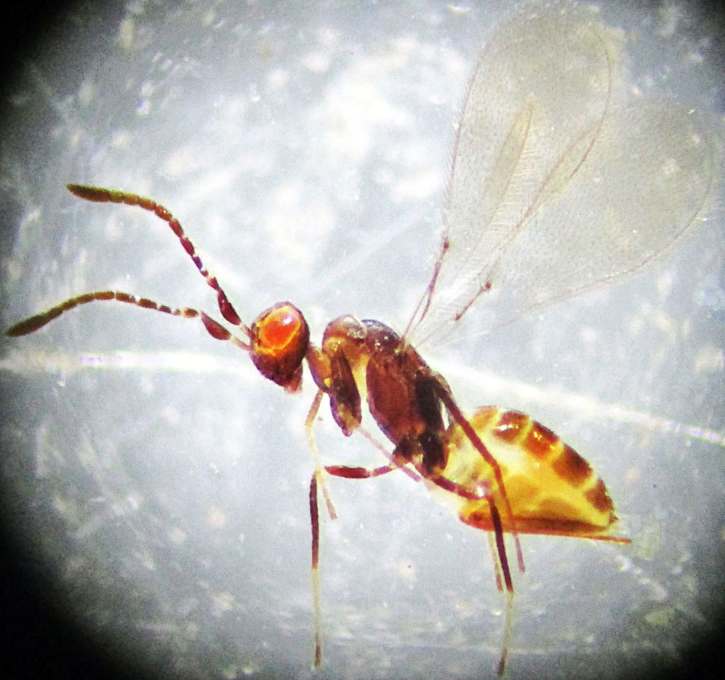 Fairy Wasps from Coyoacán, MX-DF, MX on August 18, 2010 by Rulo Kys ...
