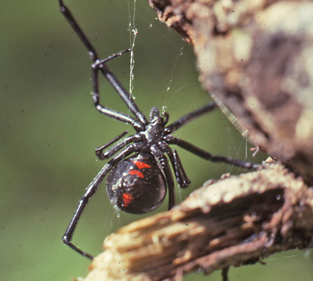 Northern Black Widow from Whiting, NJ, USA on June 12, 1992 by John ...