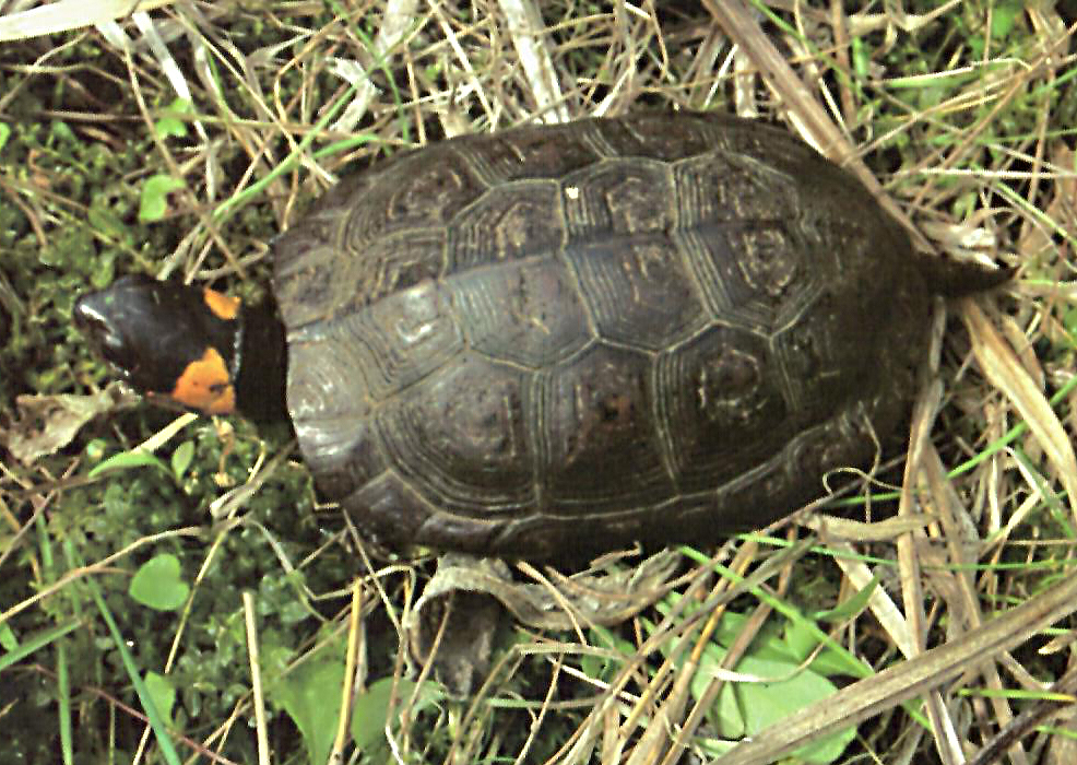 Bog Turtle in June 2008 by John Serrao · iNaturalist