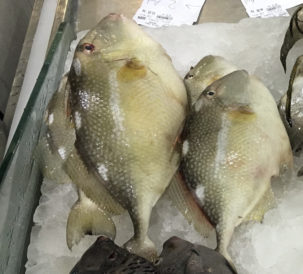 Starry Triggerfish from Corniche Street, Sharja, Sharja, AE on October ...