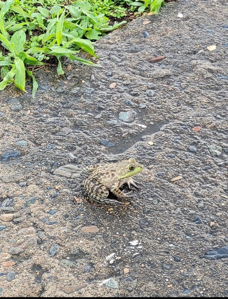 American Bullfrog from Puerto Rico, Luquillo, Puerto Rico, US on ...