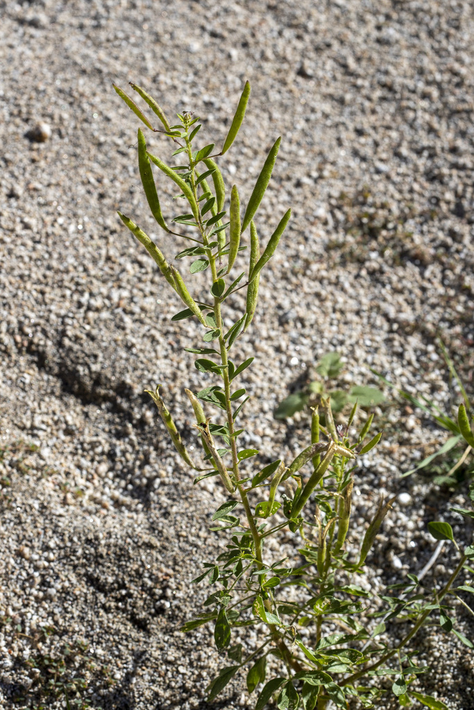 western clammyweed from Santa Rosa Wildlife Area, Riverside, California ...