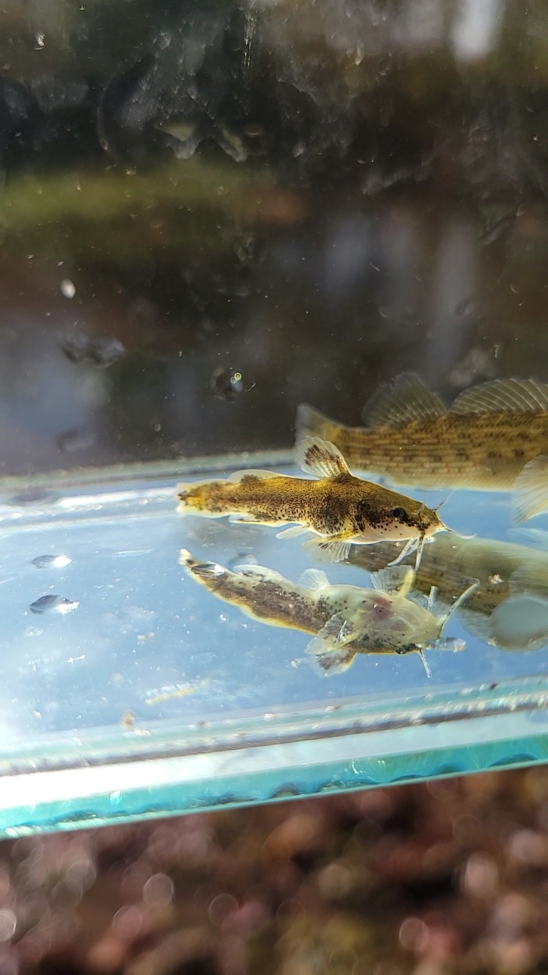 Noturus stigmosus Taylor, 1969