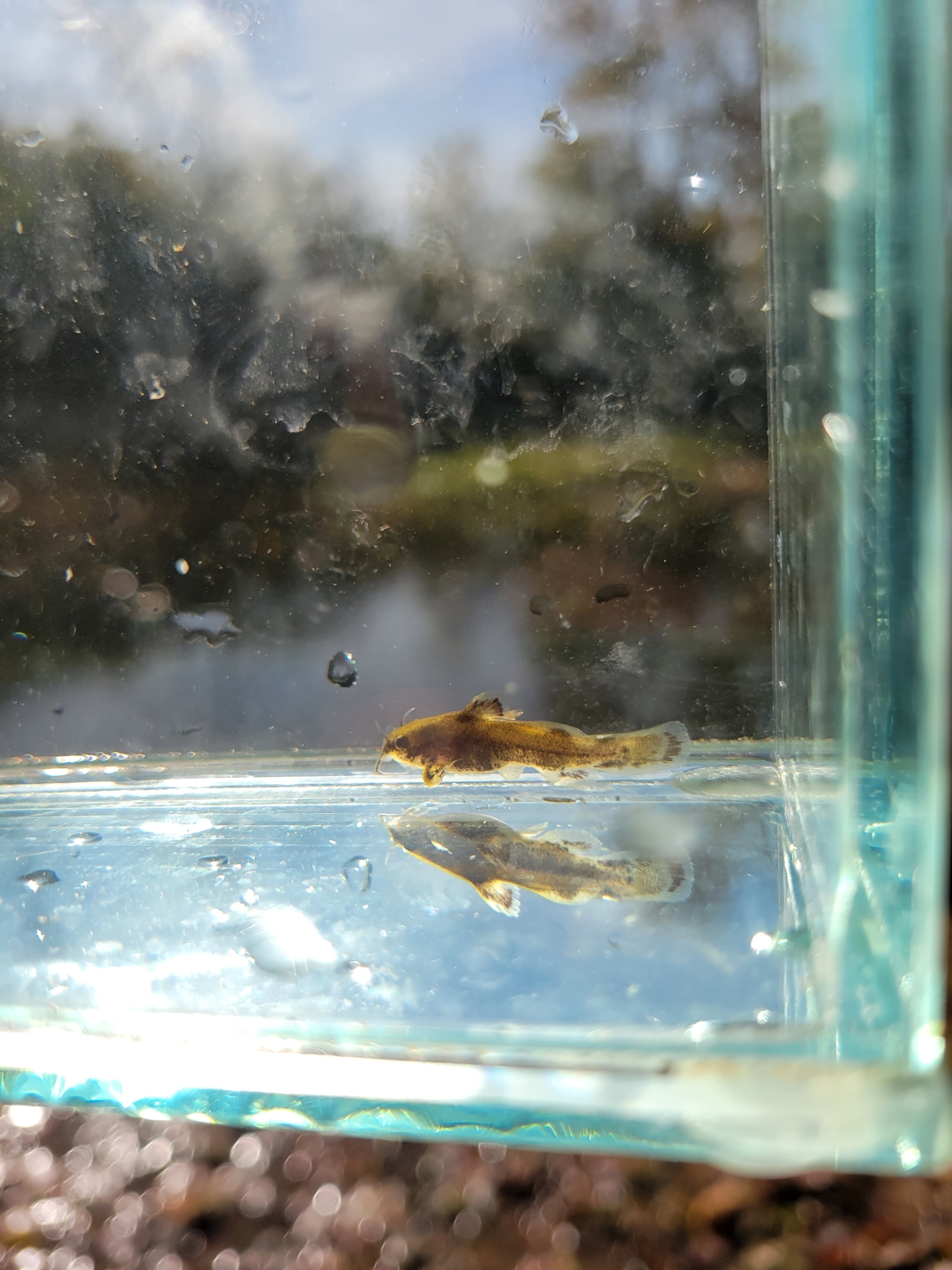 Noturus stigmosus Taylor, 1969