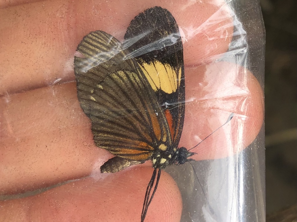 Castilia perilla from Tena, Napo, EC on August 14, 2022 at 12:22 PM by ...