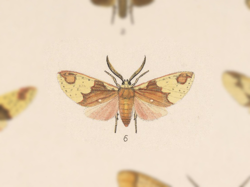 Symphlebia creon · iNaturalist