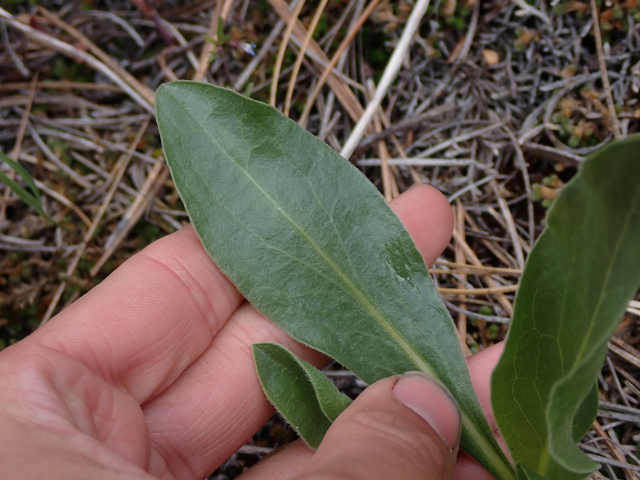 Pyrrocoma carthamoides Hook.