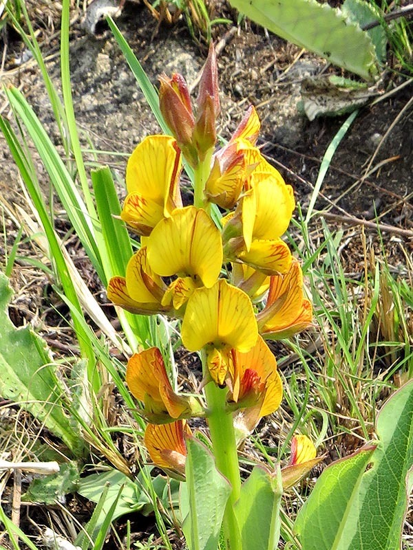 Liquorice Silverpod from Nkwalini area, hill south of Nkwalini on ...