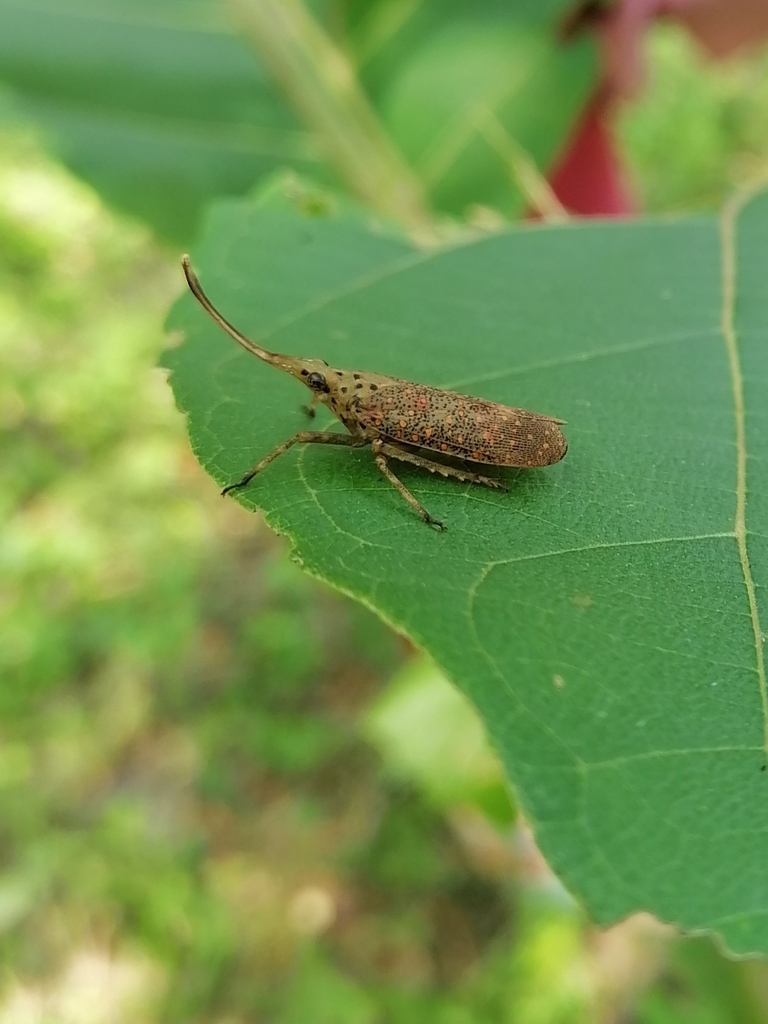 Saiva insularis (Asian Lanternflies: the genus Saiva) · iNaturalist