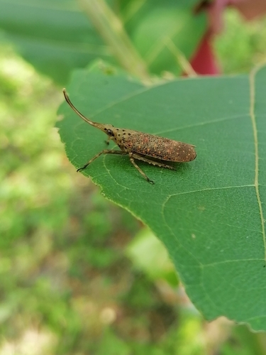 Saiva insularis (Asian Lanternflies: the genus Saiva) · iNaturalist