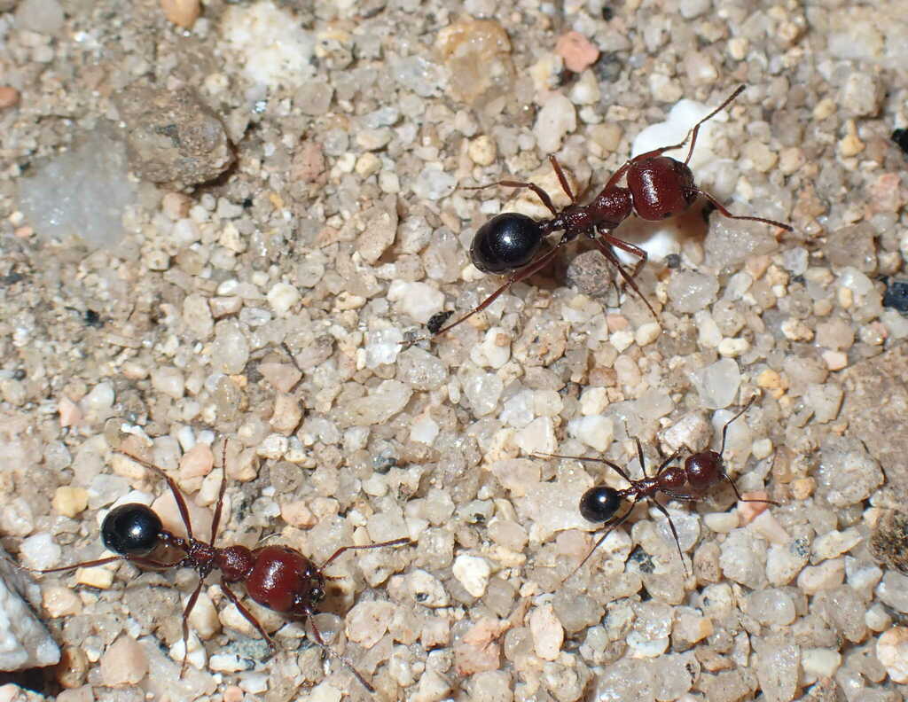 Canary Islands Harvester Ant from La Maddalena, Sassari, Italie on ...