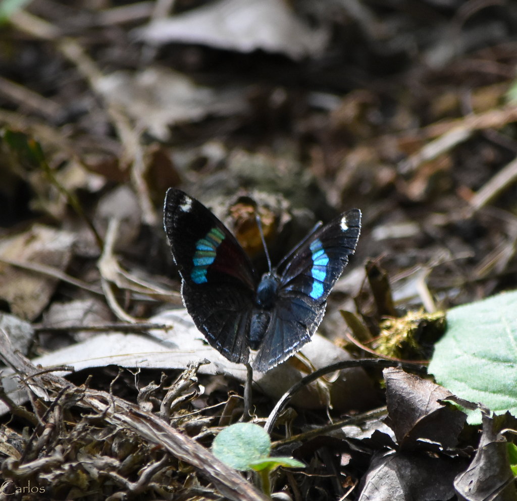 Diaethria anna anna from Campo Nuevo, Xalapa Enríquez, Ver., México on ...