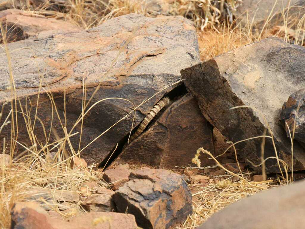 Jordan’s Girdled Lizard from Hardap Region, Namibia on October 21, 2022 ...