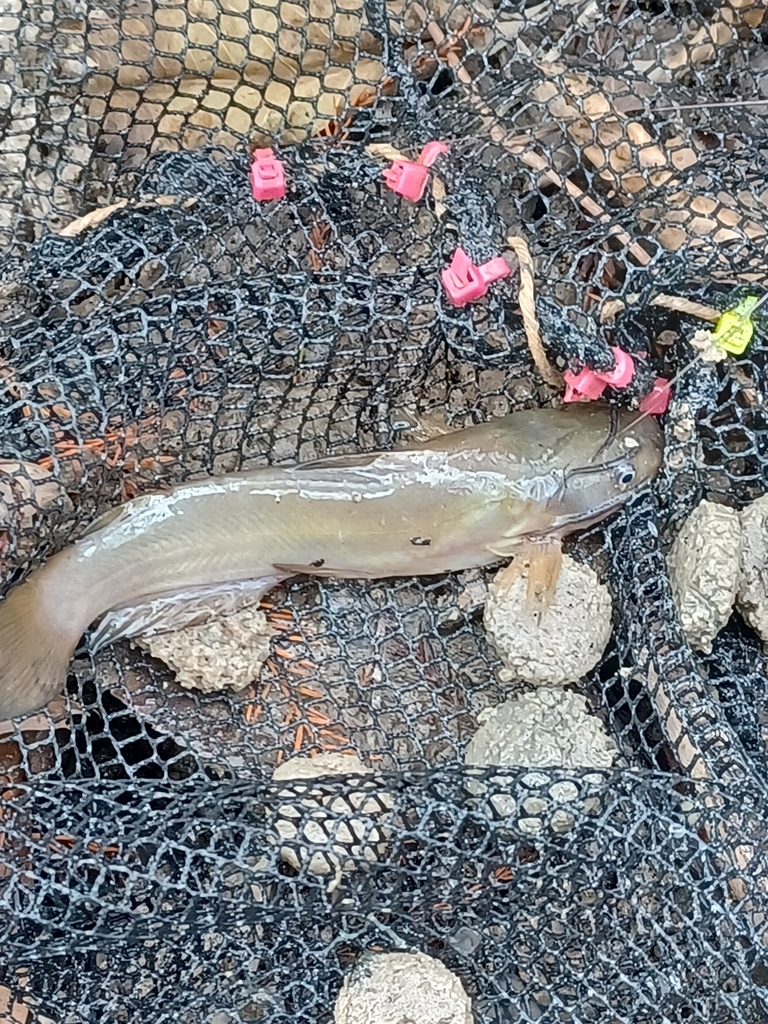 Channel Catfish from Jackson, MS 39216, USA on October 24, 2022 at 02: ...