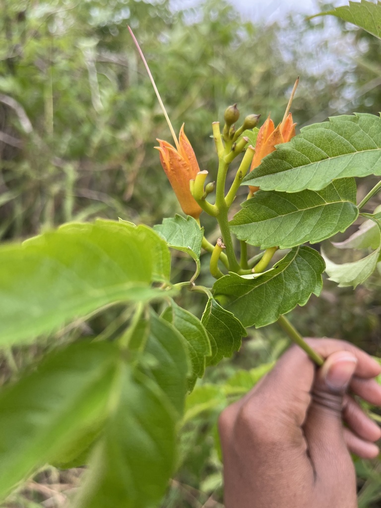 American trumpet vine from Richmond, TX, US on October 24, 2022 at 02: ...