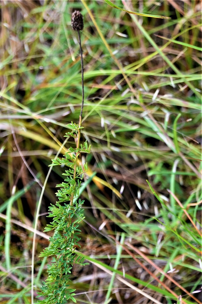 Pink Prairie Clover from Florida, US on October 24, 2022 by Tom Palmer ...