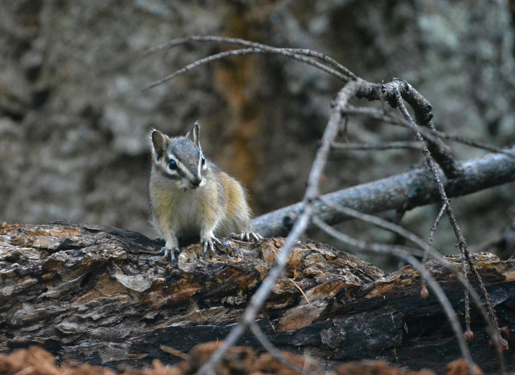 Yellow-pine Chipmunk from Central Okanagan, BC, Canada on October 24 ...