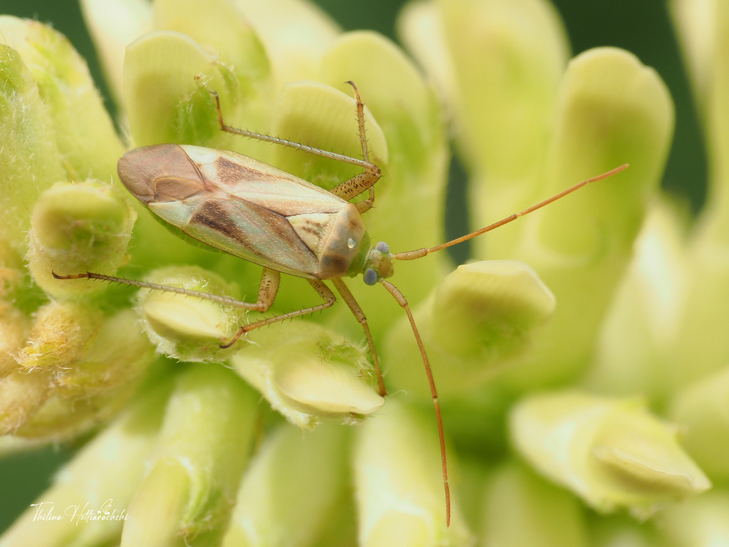 Alfalfa Plant Bug from Norfolk Treherne, MB, Canada on July 21, 2022 at ...