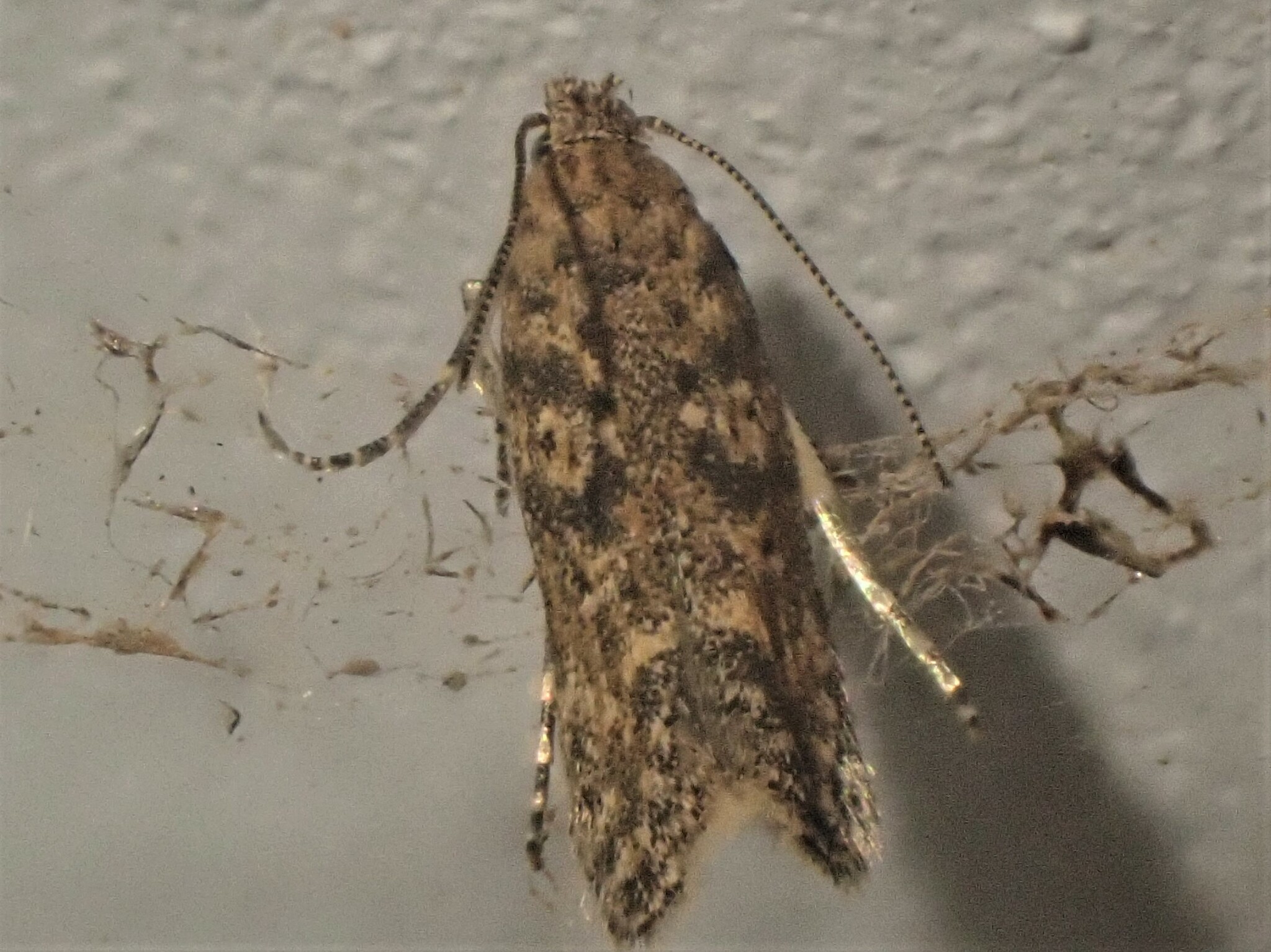 Tuta absoluta (Meyrick, 1917)