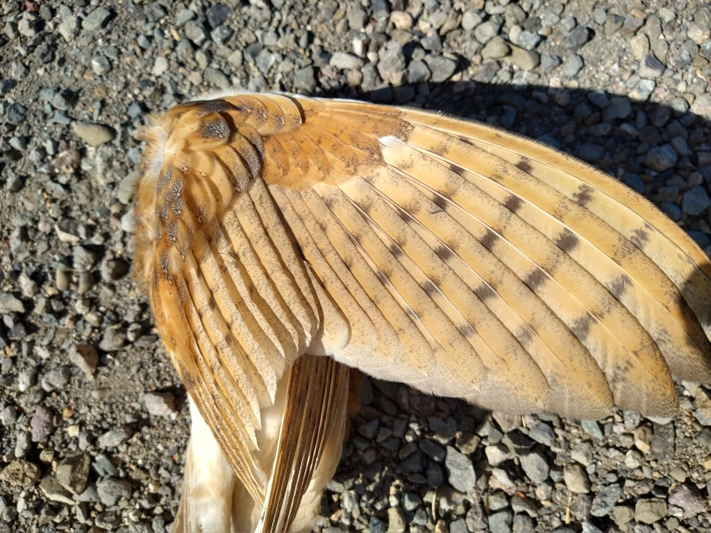 Barn Owl from HWY 165, Los Banos, CA, US on October 24, 2022 at 12:12 ...