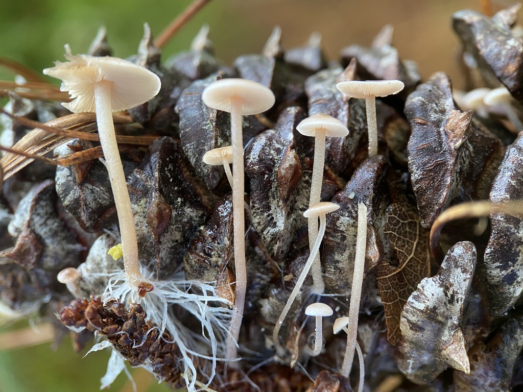 Conifercone Cap from Easton, Talbot County, MD, USA on October 24, 2022 ...