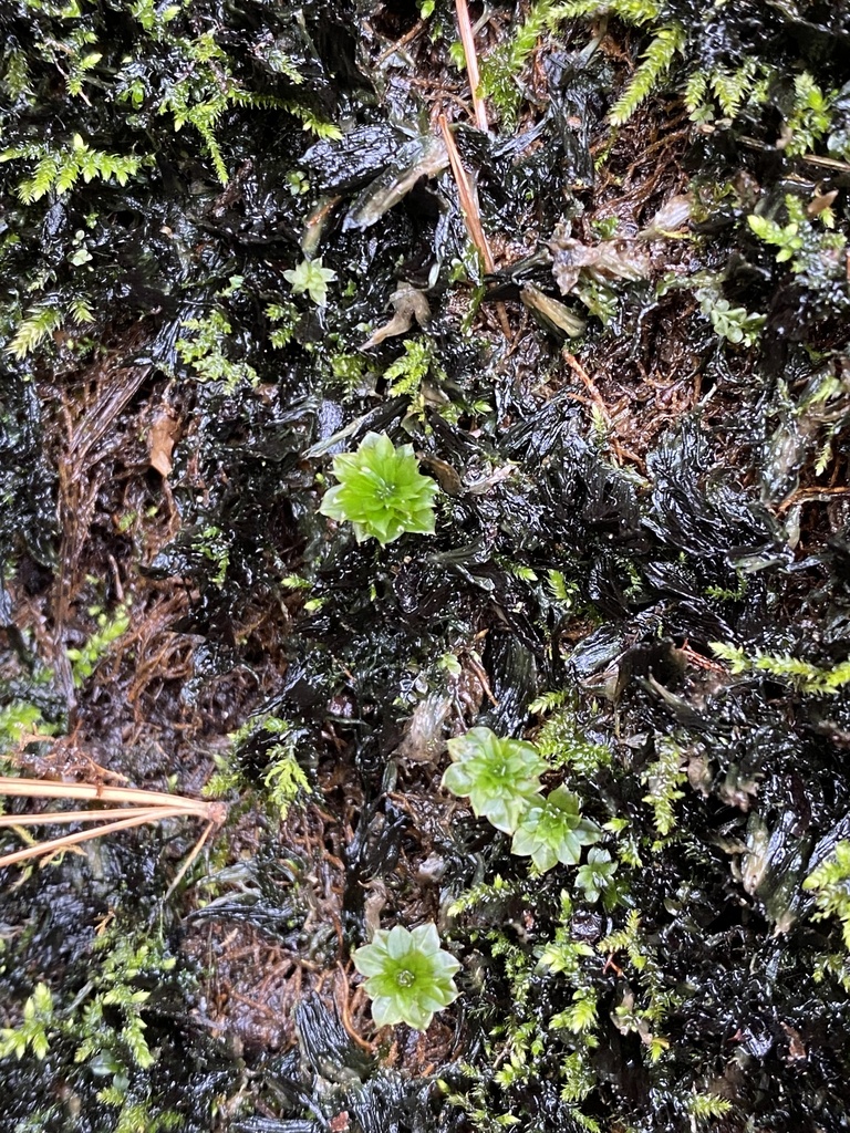 Ontario rhodobryum moss from Ottawa National Forest, Pelkie, MI, US on ...