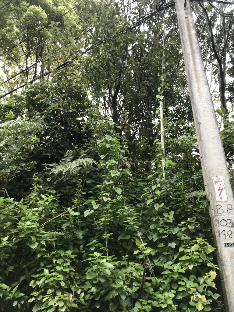 Black Bryony from Te Ika-a-Māui/North Island, Wellington, Wellington ...
