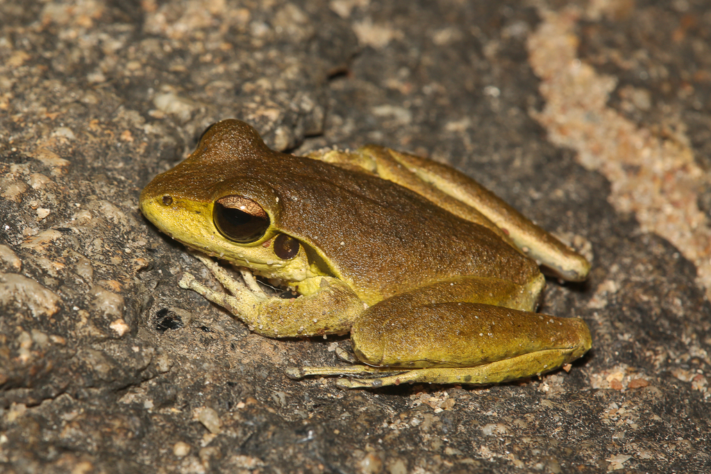 Ranoidea wilcoxii-jungguy complex from Granite Gorge Nature Park ...