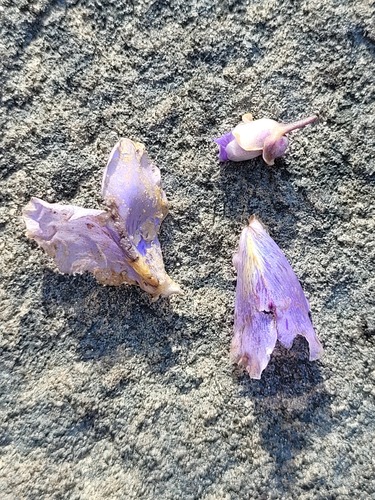 Qualea coerulea · iNaturalist