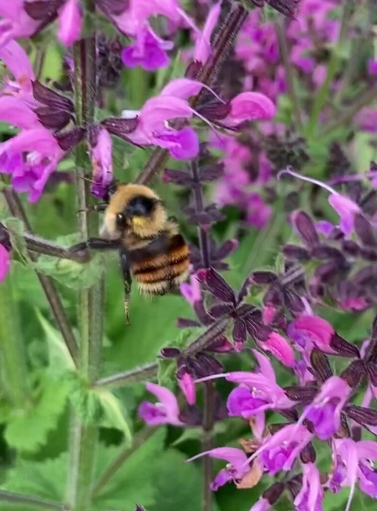 Red-belted Bumble Bee from Douglasdale, Calgary, AB T2Z, Canada on June ...