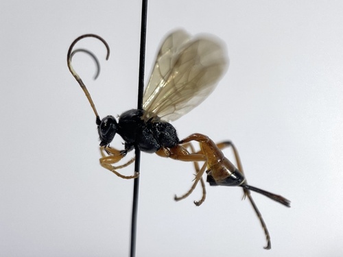 Gambrus bipunctatus · iNaturalist