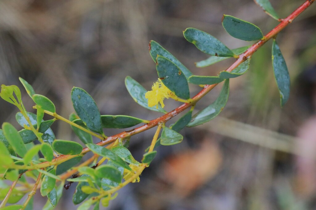 box-leaf wattle from Torrington NSW 2371, Australia on October 19, 2022 ...