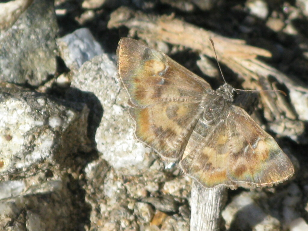 Arizona Powdered-Skipper from Riverside County, CA, USA on October 24 ...