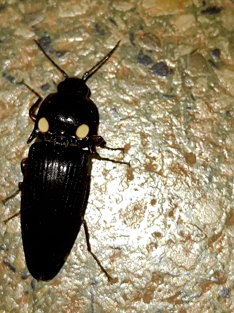 Headlight Beetles from Distrito Federal, Brasília, BR on October 24 ...