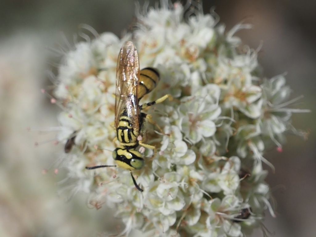 Philanthus multimaculatus from 92364, Nipton, CA, US on October 22 ...