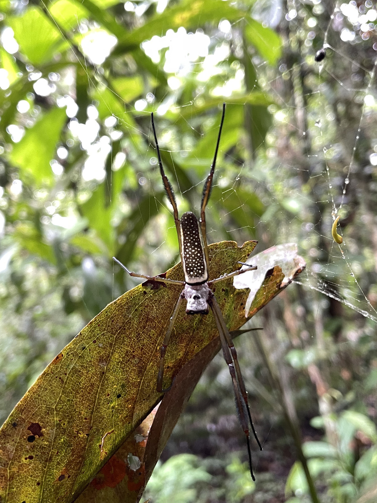 Golden Silk Spider from Orellana, Orellana, EC on September 6, 2022 at ...