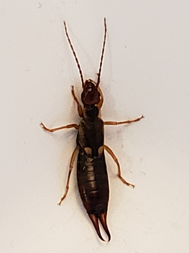 European Earwig in October 2022 by David · iNaturalist