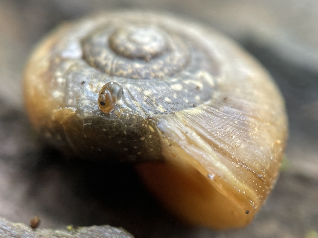 Pinhead Spot Snail from King County, WA, USA on October 23, 2022 at 01: ...