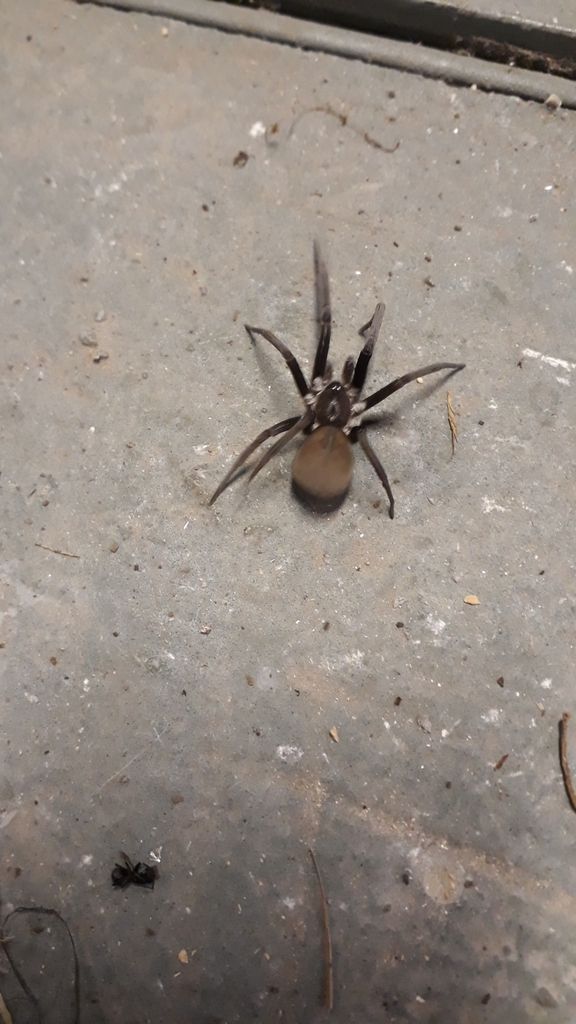 Southern House Spider from Las Colonias, Santa Fe, Argentina on October ...
