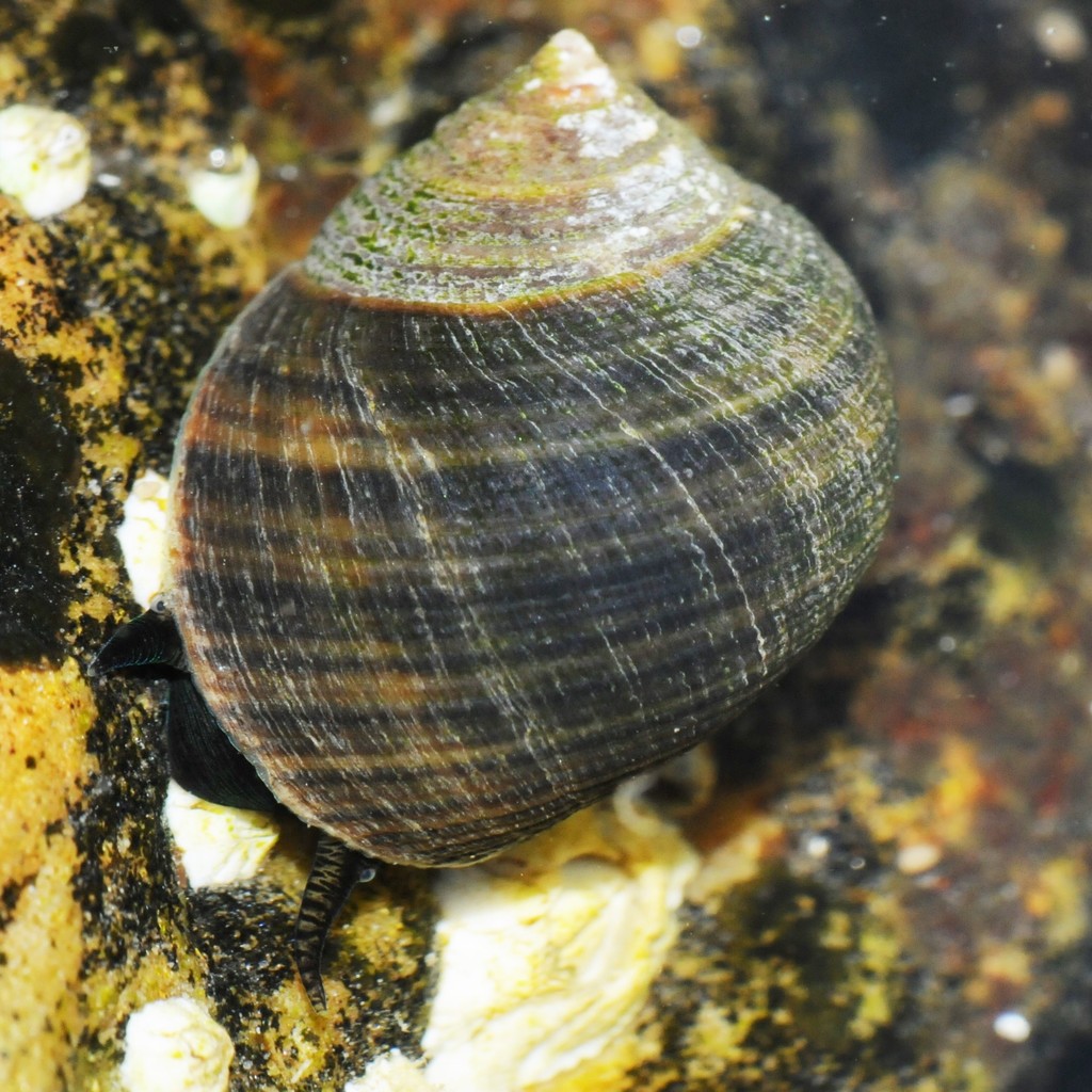 Common Periwinkle from Breakwater Access Trail, Rockland, Knox County ...