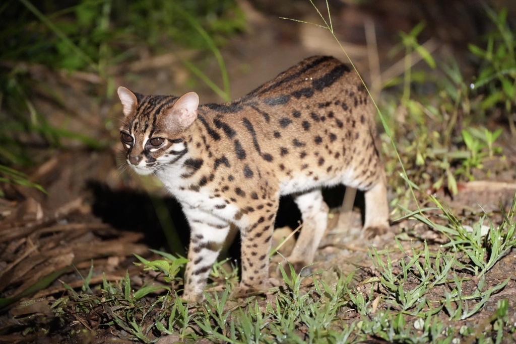 Sunda Leopard Cat in October 2022 by Tim · iNaturalist