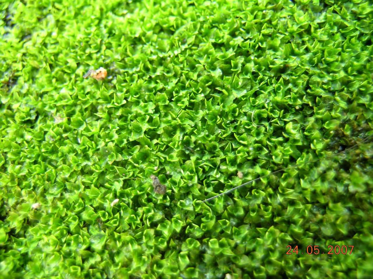 Hyophila Brid.