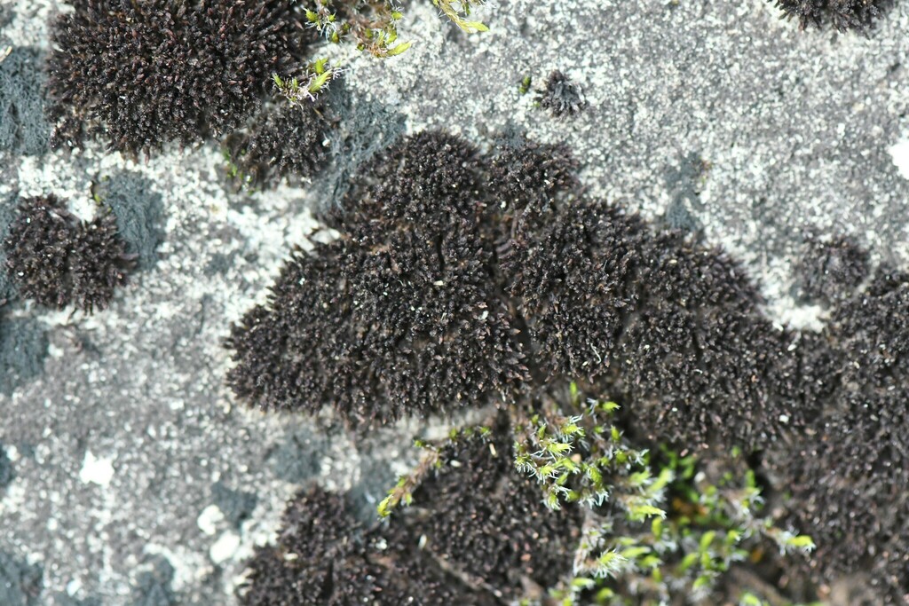 Black Rock Moss from Houghton County, MI, USA on October 24, 2022 at 01 ...